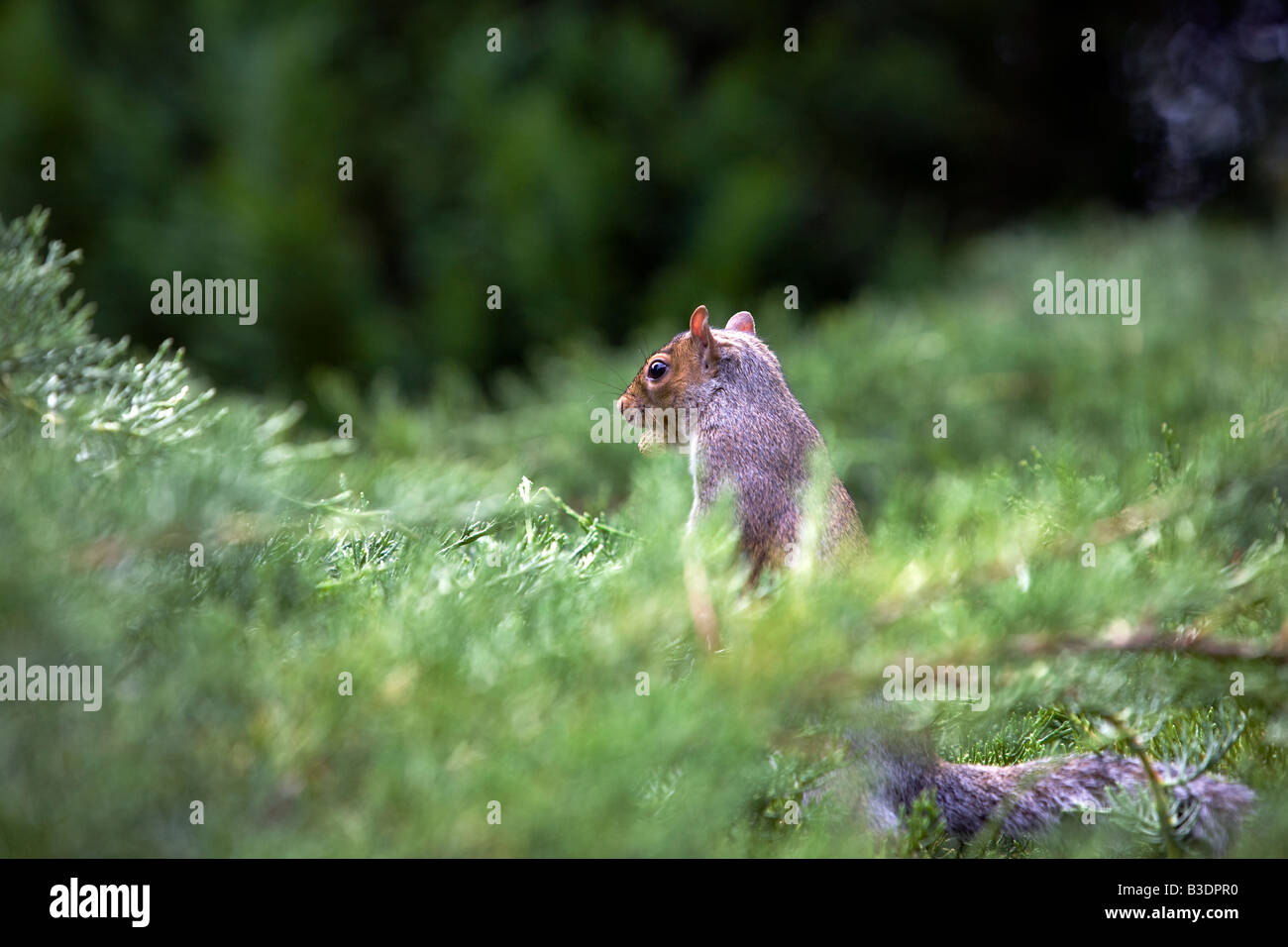 Grey Squirrel in the Botanic Gardens Dublin, Ireland Stock Photo - Alamy