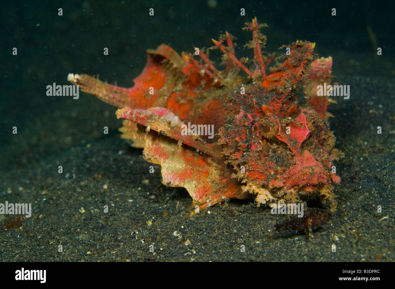 Spiny Devilfish Inimicus didactylus photographed in Lembeh Strait ...