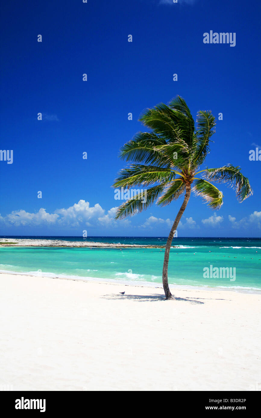 Tree on a beach hi-res stock photography and images - Alamy