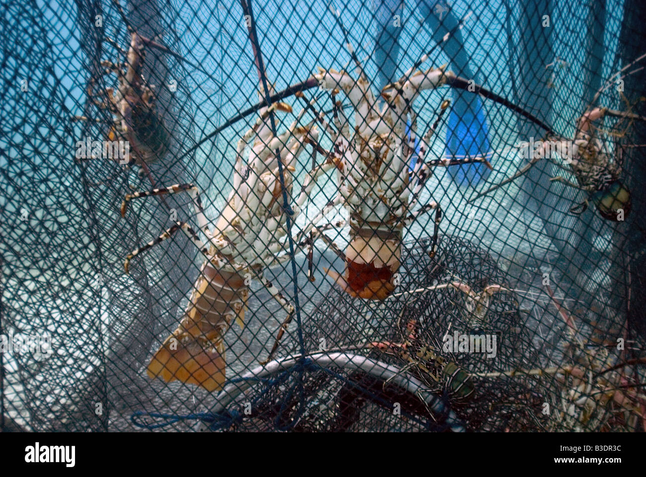 Lobsters in a pen under water waiting to be sold Stock Photo - Alamy