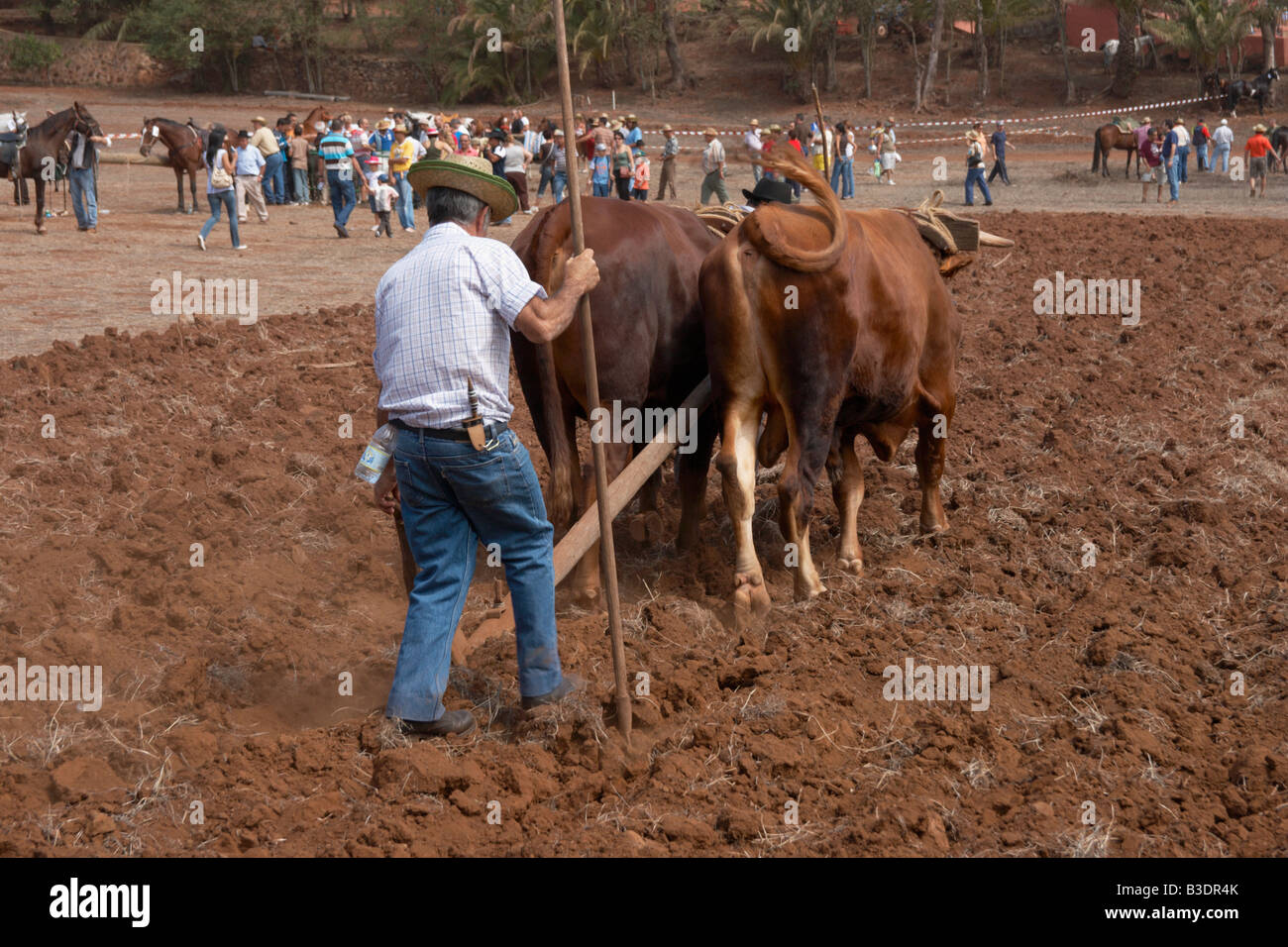 Spanish farmer plowing with bulls and wooden plough at agricultural ...