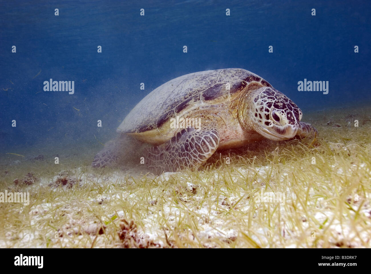 Turtle feeding on the grass bottom under water Stock Photo - Alamy