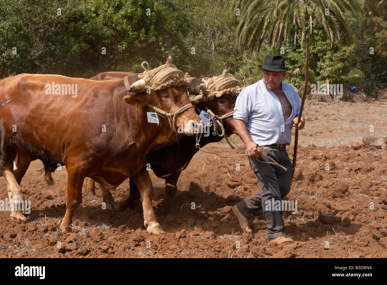 Spanish farmer plowing with bulls and wooden plough at agricultural ...