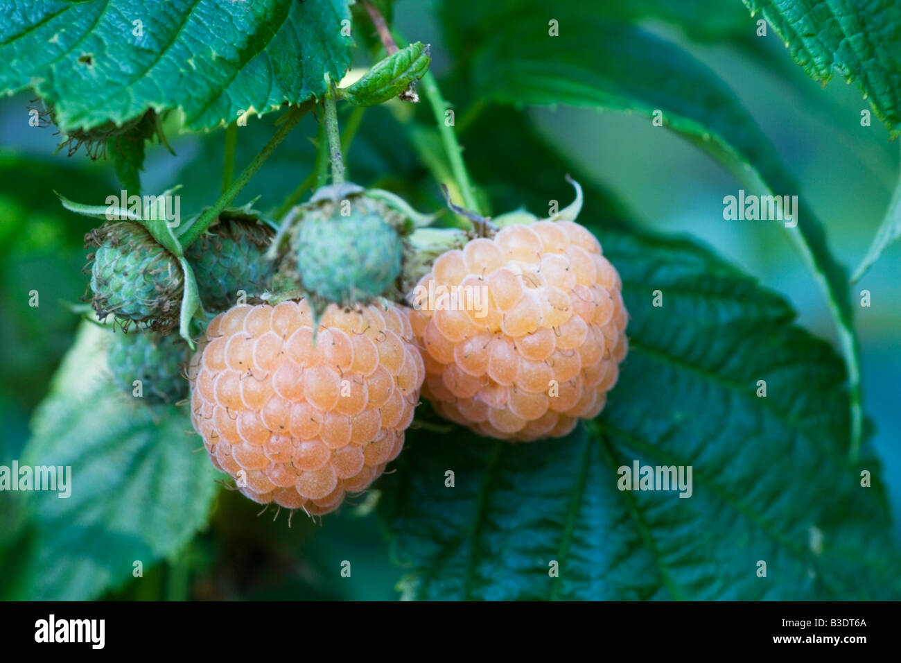 Rubus species hi-res stock photography and images - Alamy