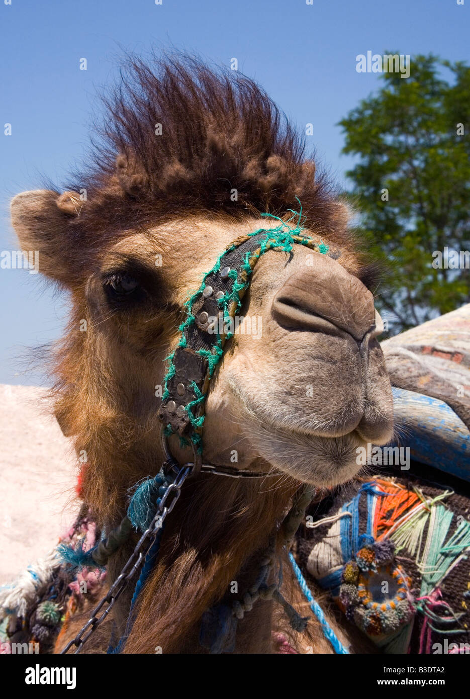 Camel Cappadocia Turkey Stock Photo - Alamy