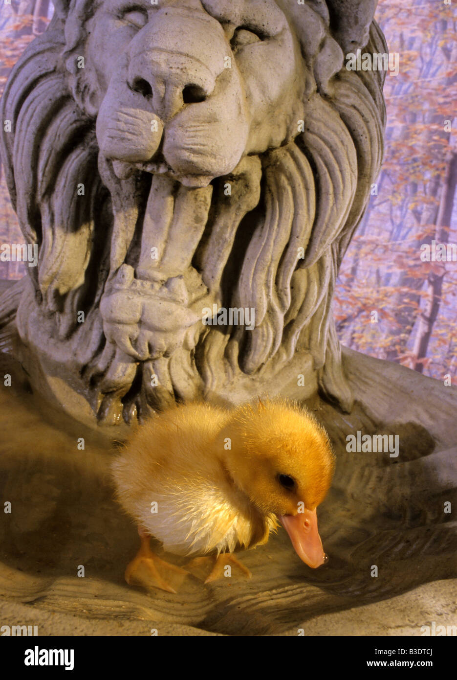Young duck and lion fountain Stock Photo - Alamy