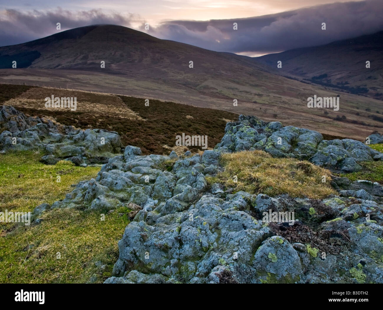 Hedgehope hi-res stock photography and images - Alamy