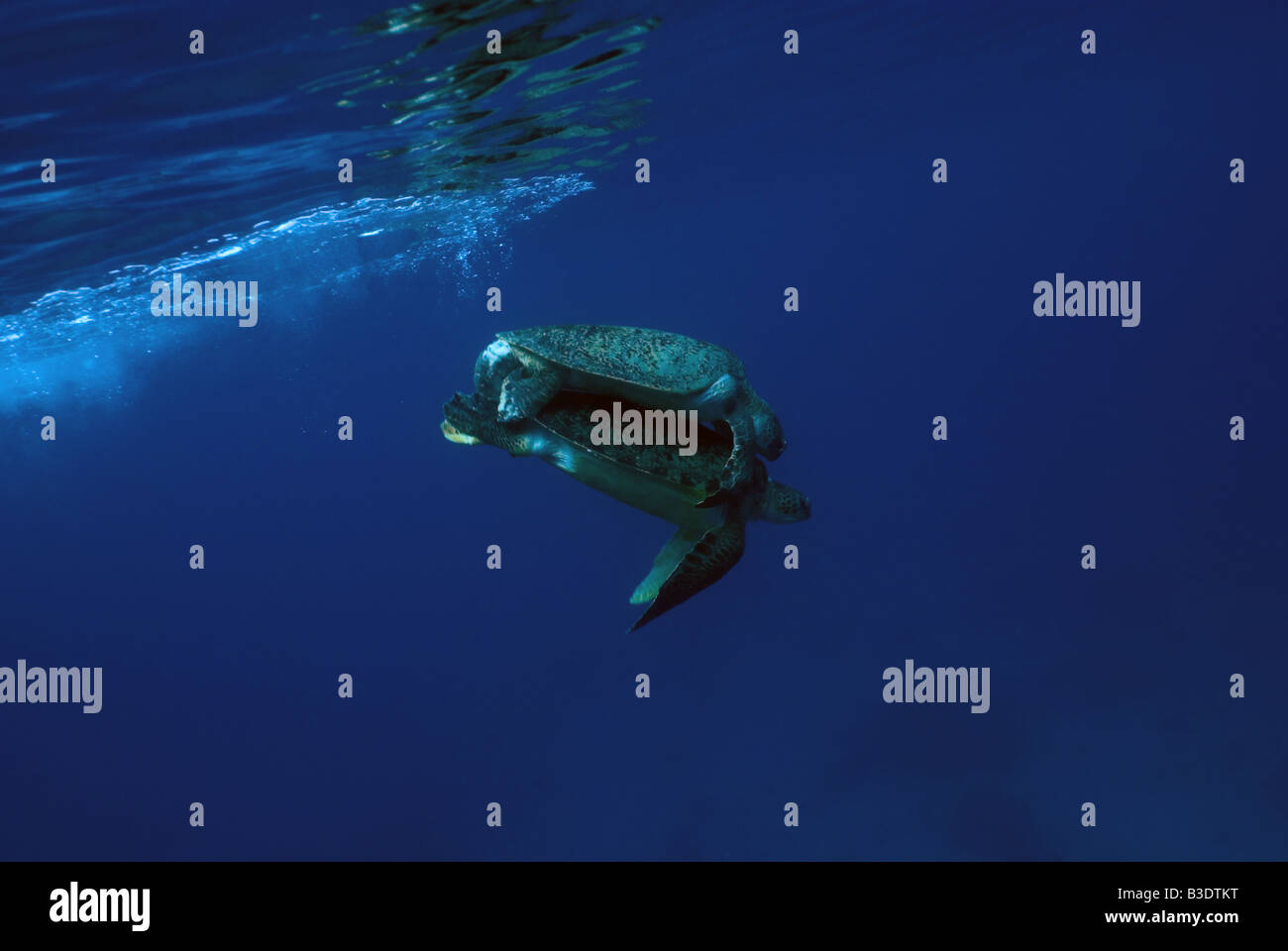 Turtles mating hi-res stock photography and images - Alamy