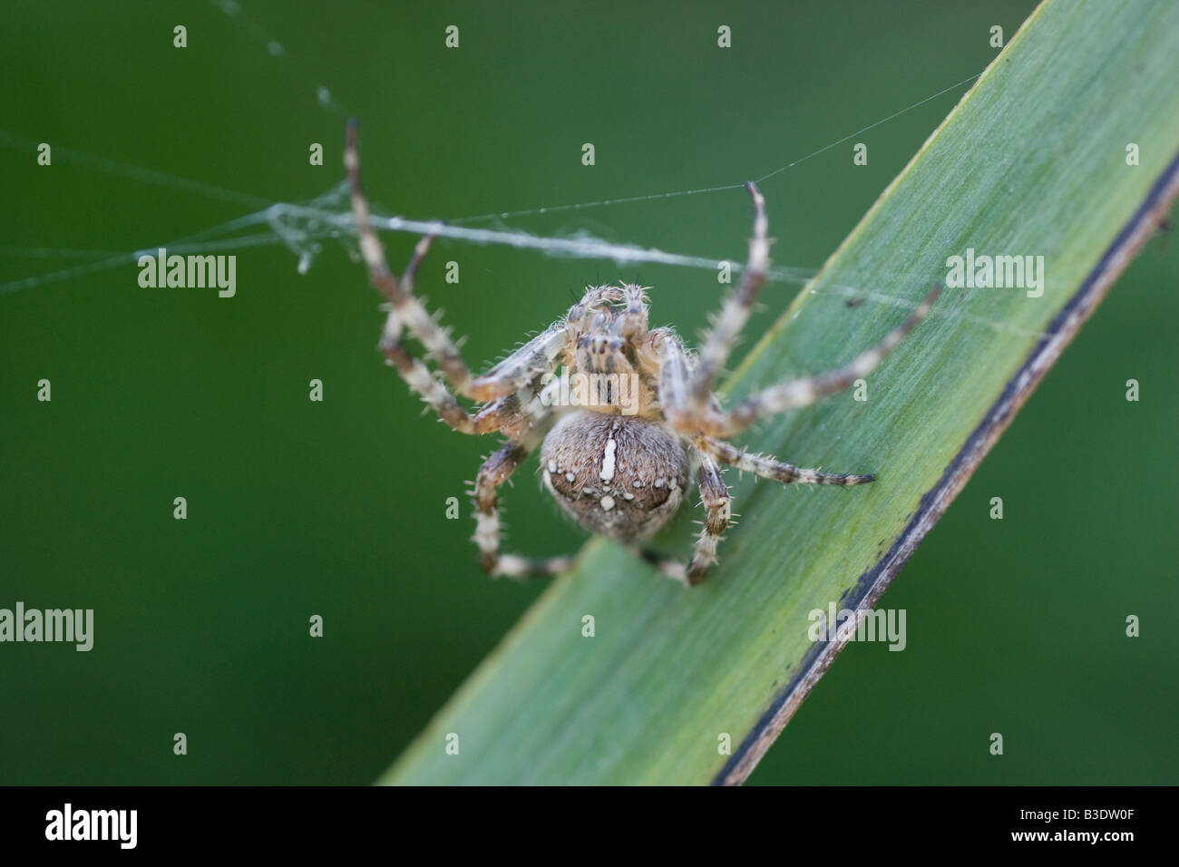 Closeup of an european garden spider Araneus diadematus hanging upside ...