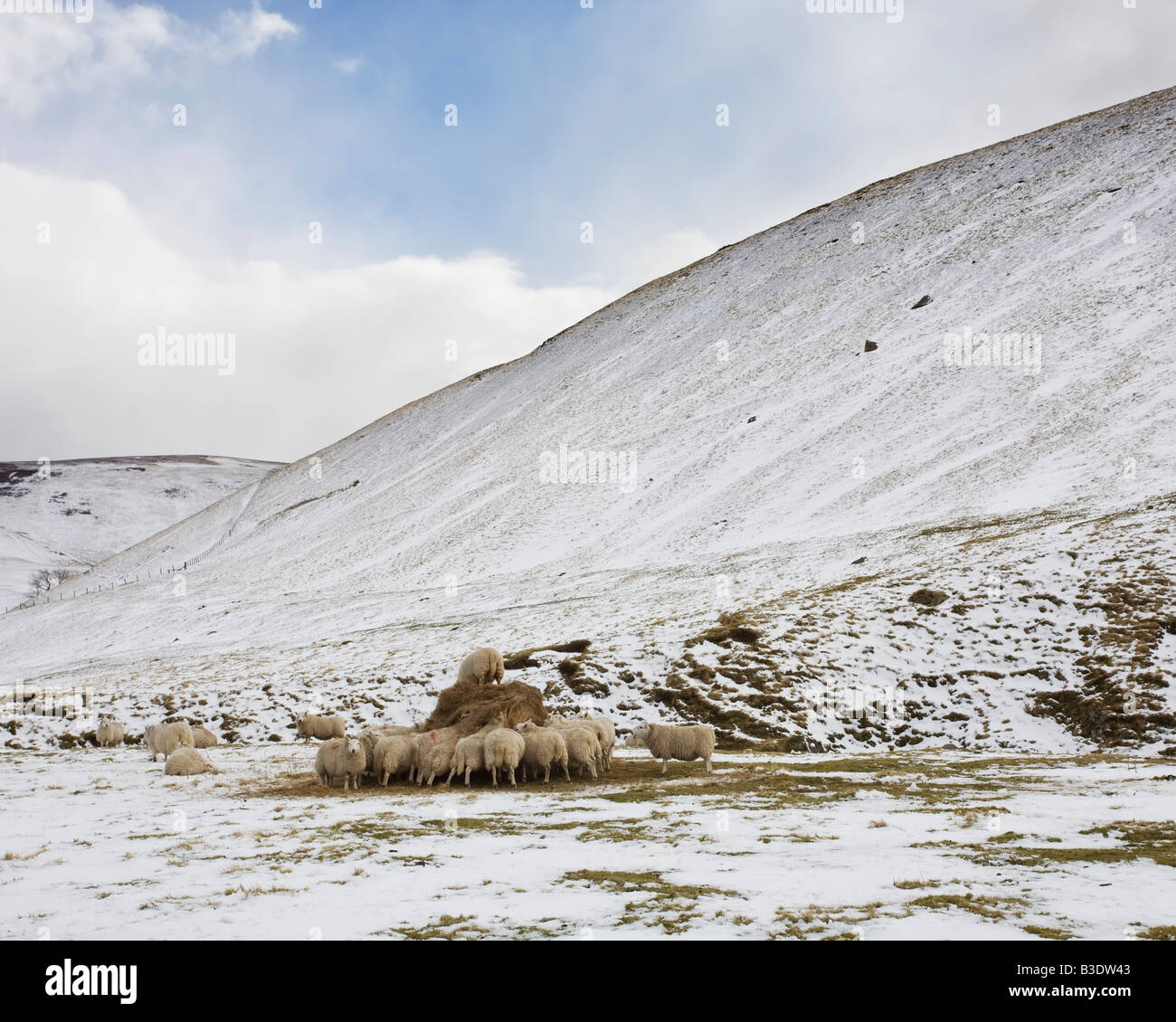 Sheep feeding from a mound of hay in the Coquet Valley near Alwinton in ...