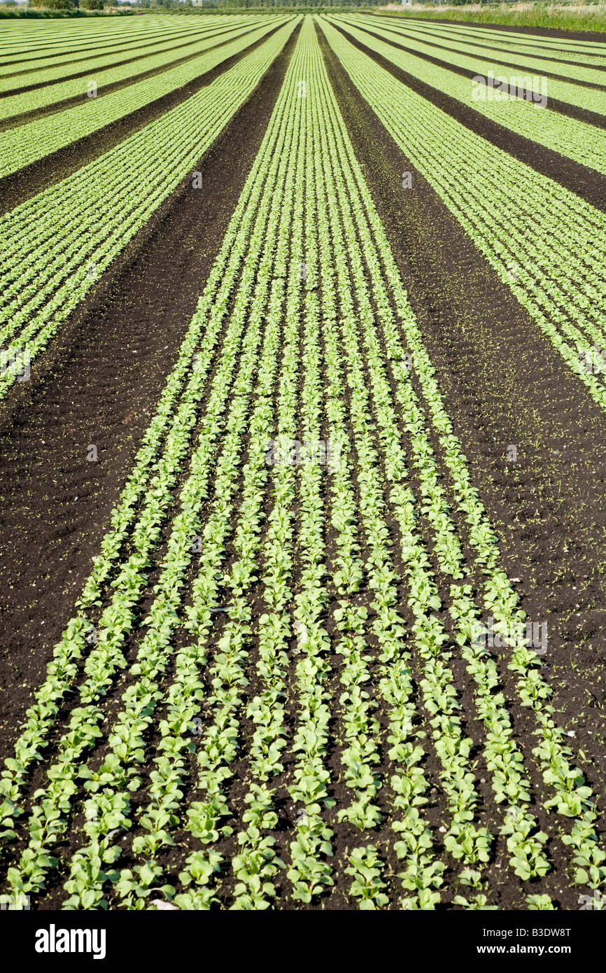 Vegatable rows hi-res stock photography and images - Alamy