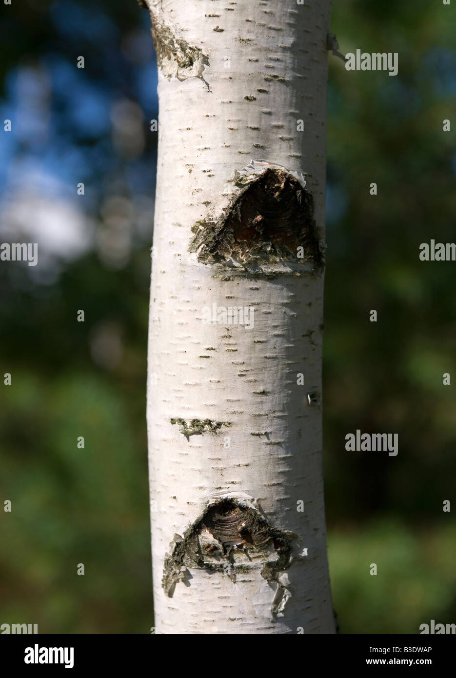 Birch tree bark close up Stock Photo - Alamy