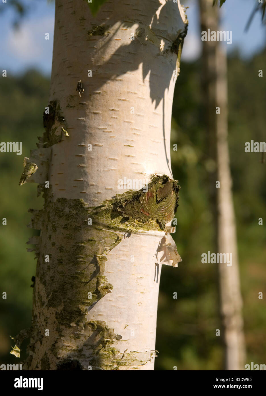 Birch tree bark close up Stock Photo - Alamy
