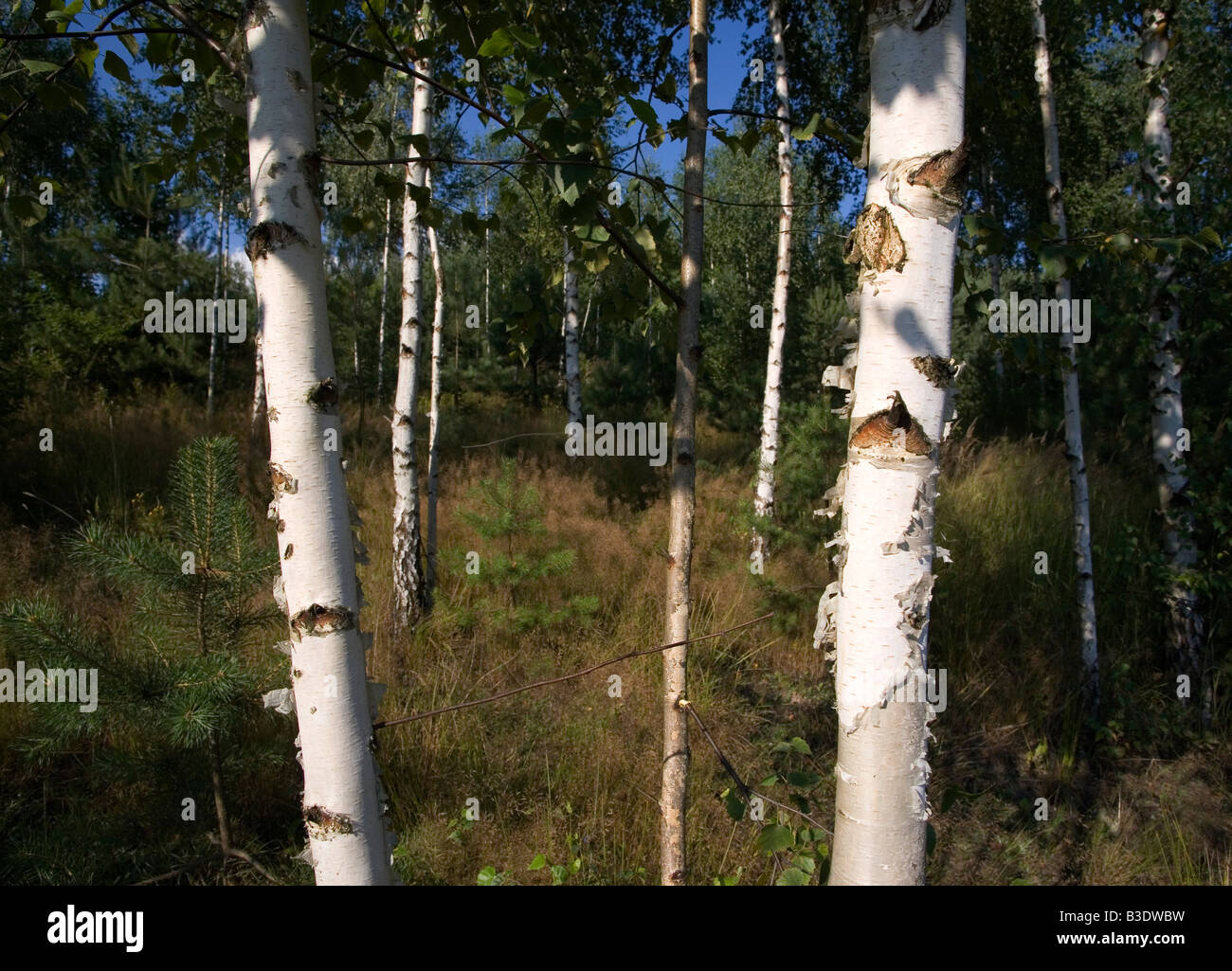 Birch tree bark close up Stock Photo - Alamy