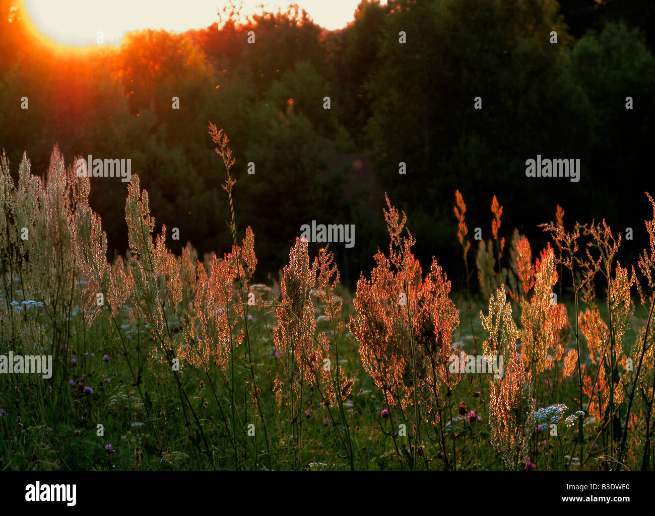 Crossed grass stems hi-res stock photography and images - Alamy