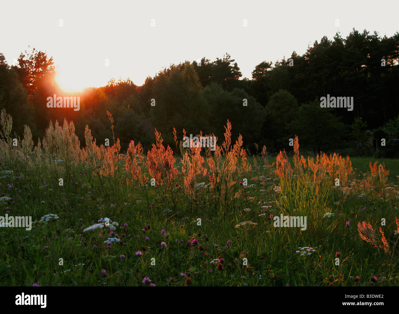 Crossed grass stems hi-res stock photography and images - Alamy