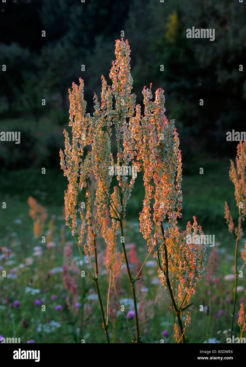 Crossed grass stems hi-res stock photography and images - Alamy