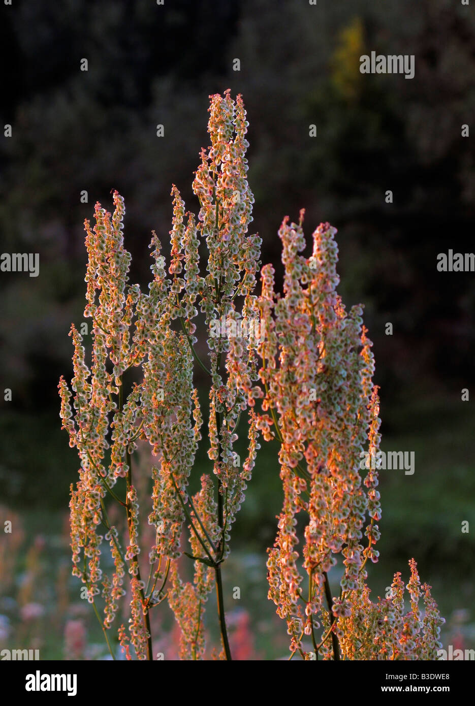 Crossed grass stems hi-res stock photography and images - Alamy