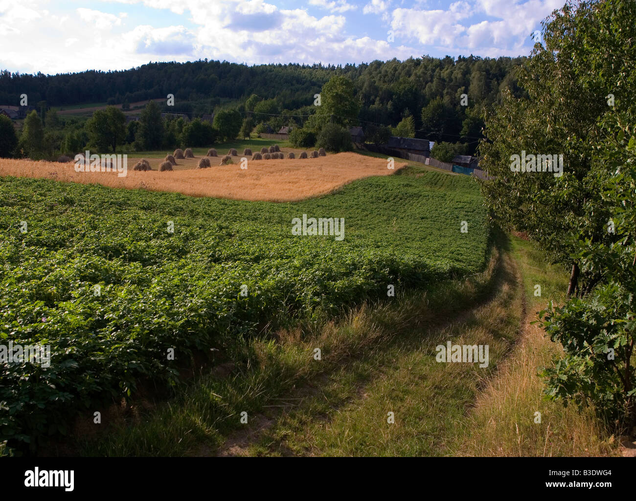 Thresh wheat fields hi-res stock photography and images - Alamy