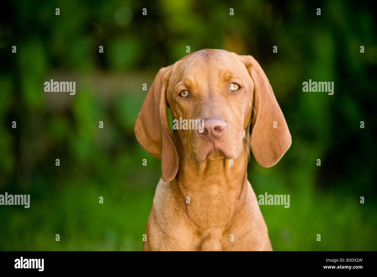Hungarian pointer hi-res stock photography and images - Alamy