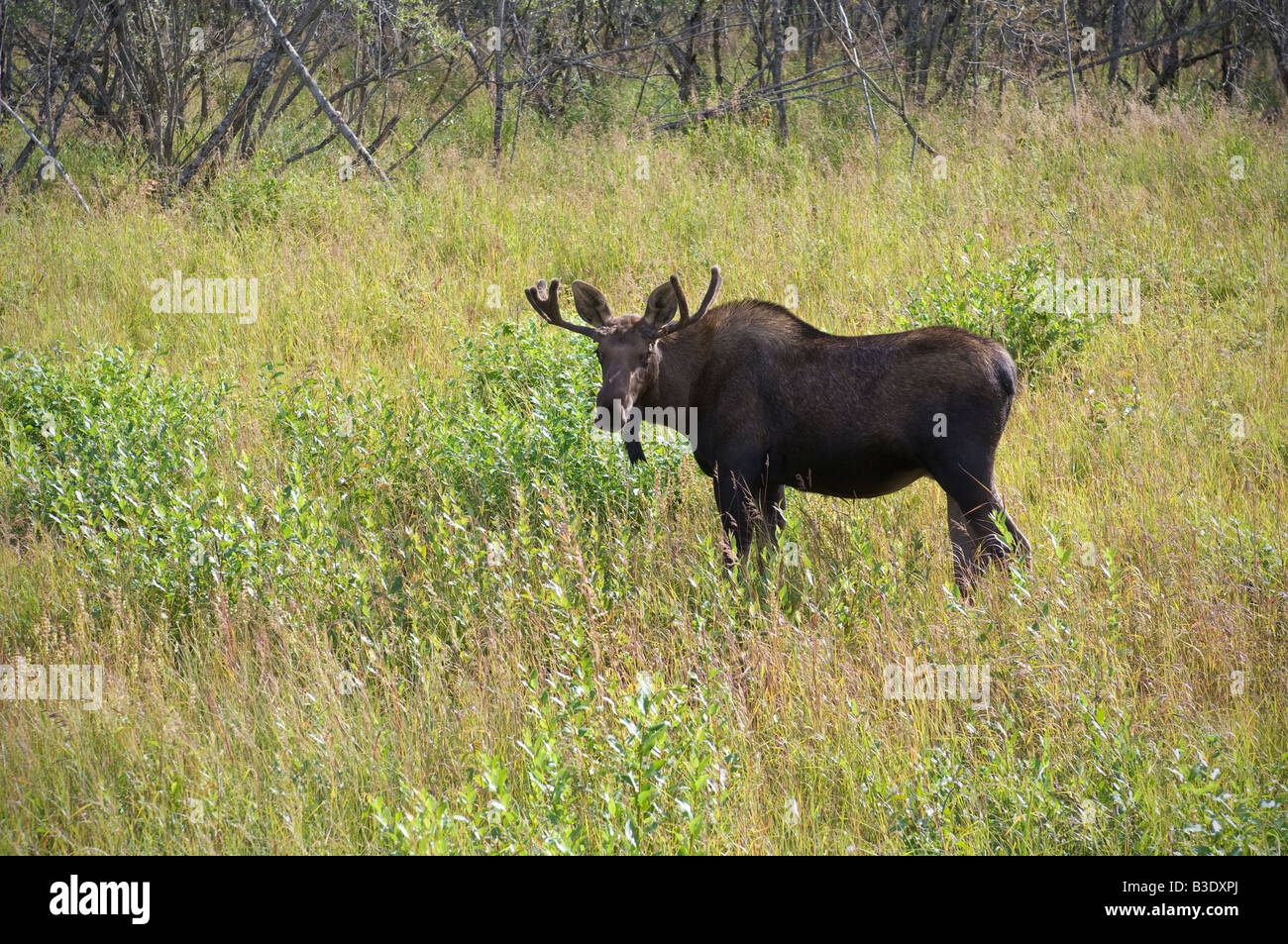 Alaskan bull moose hi-res stock photography and images - Alamy