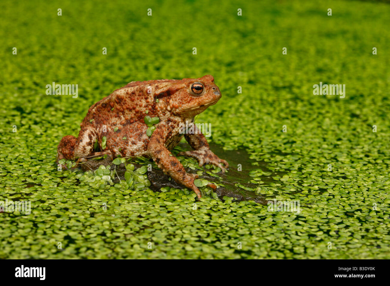 Common toad Bufo bufo Midlands Summer Stock Photo - Alamy