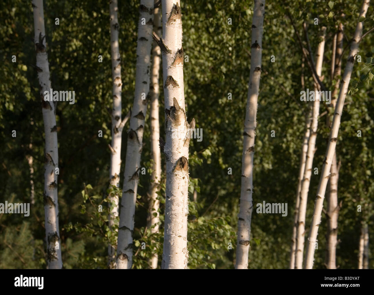 Birch tree bark close up Stock Photo - Alamy