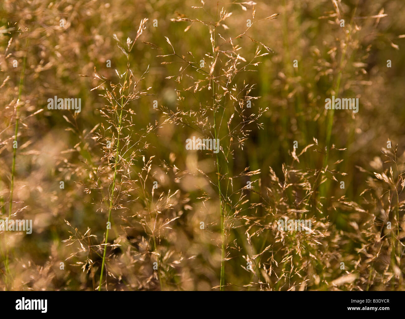 Crossed grass stems hi-res stock photography and images - Alamy