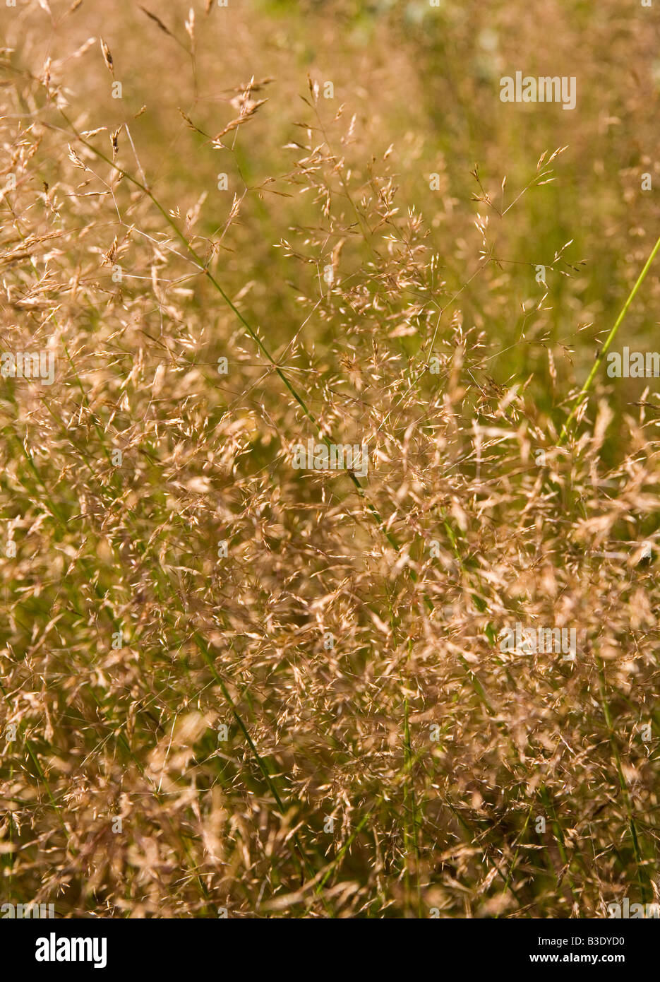 Crossed grass stems hi-res stock photography and images - Alamy