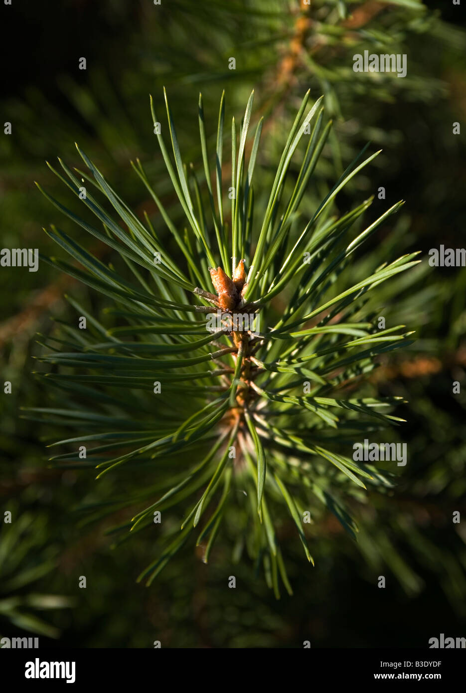 Conifer fir tree Stock Photo - Alamy