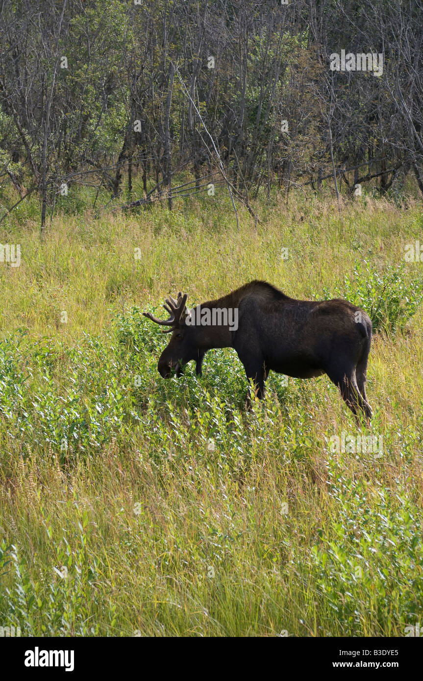 Alaskan bull moose hi-res stock photography and images - Alamy