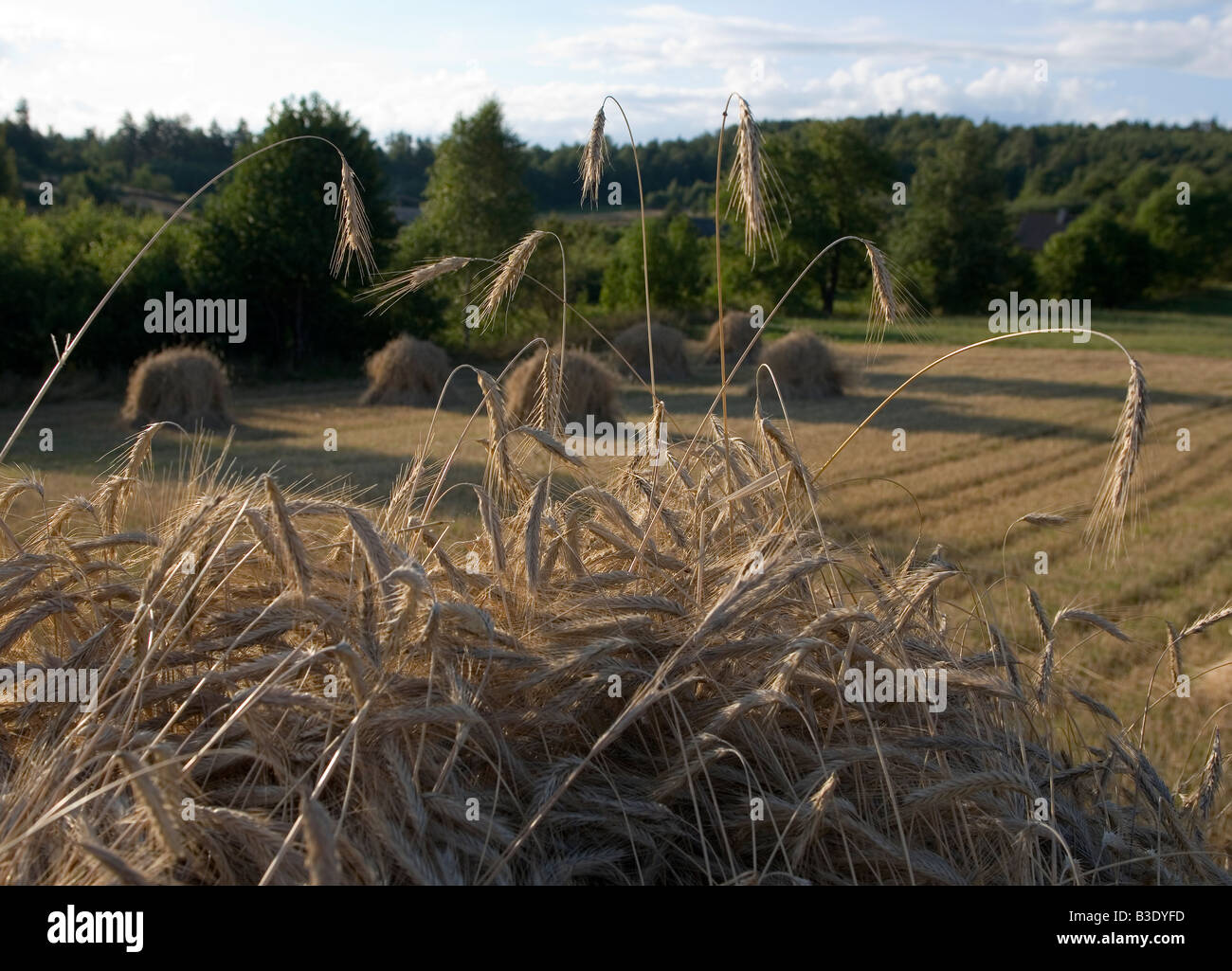 Field wheat sheats Stock Photo - Alamy