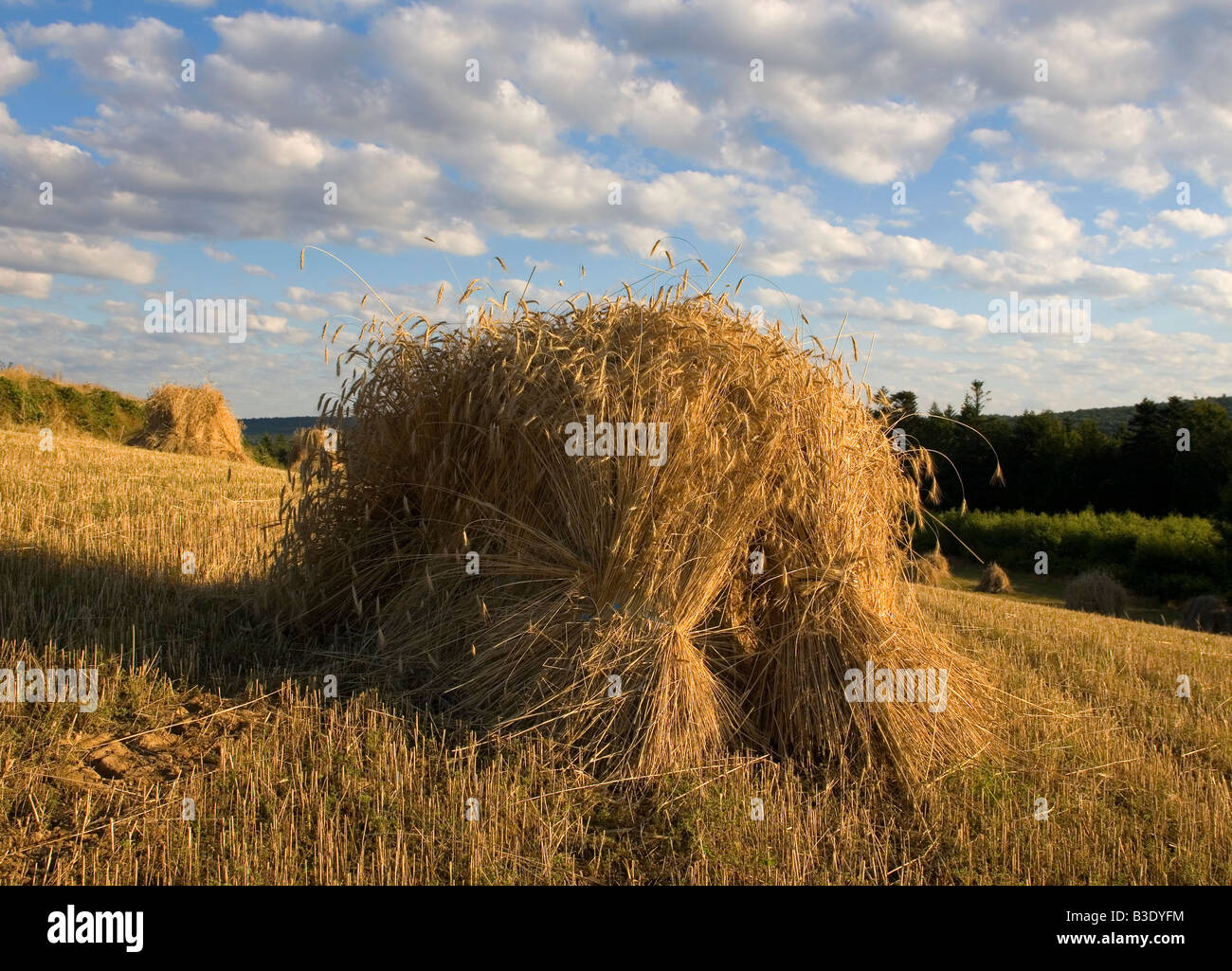 Field wheat sheats Stock Photo - Alamy