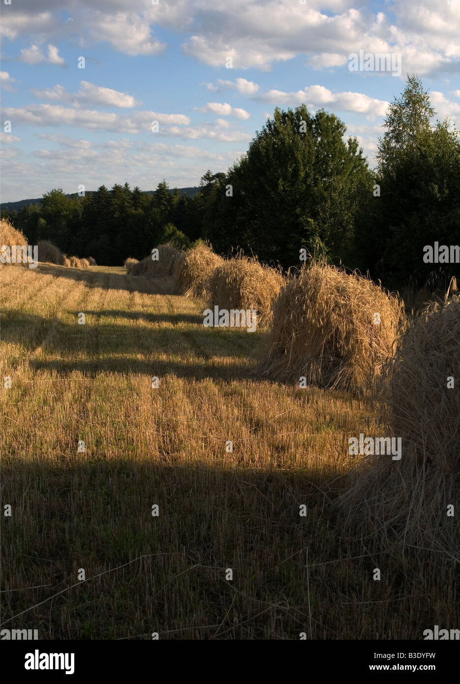 Field wheat sheats Stock Photo - Alamy