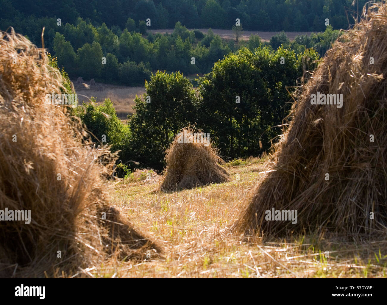 Field wheat sheats Stock Photo - Alamy
