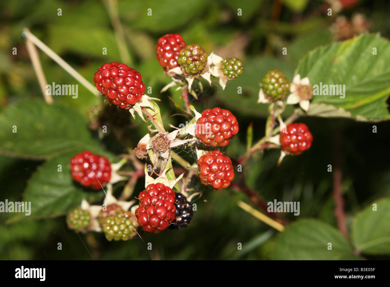Red part ripe blackberries on a bush in the wild Stock Photo - Alamy