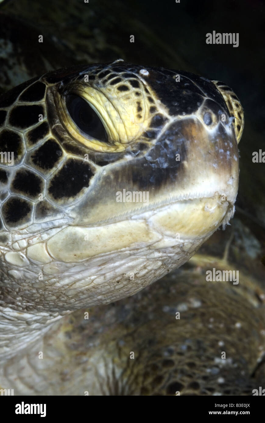 Green Turtle face against dark background under water Stock Photo - Alamy