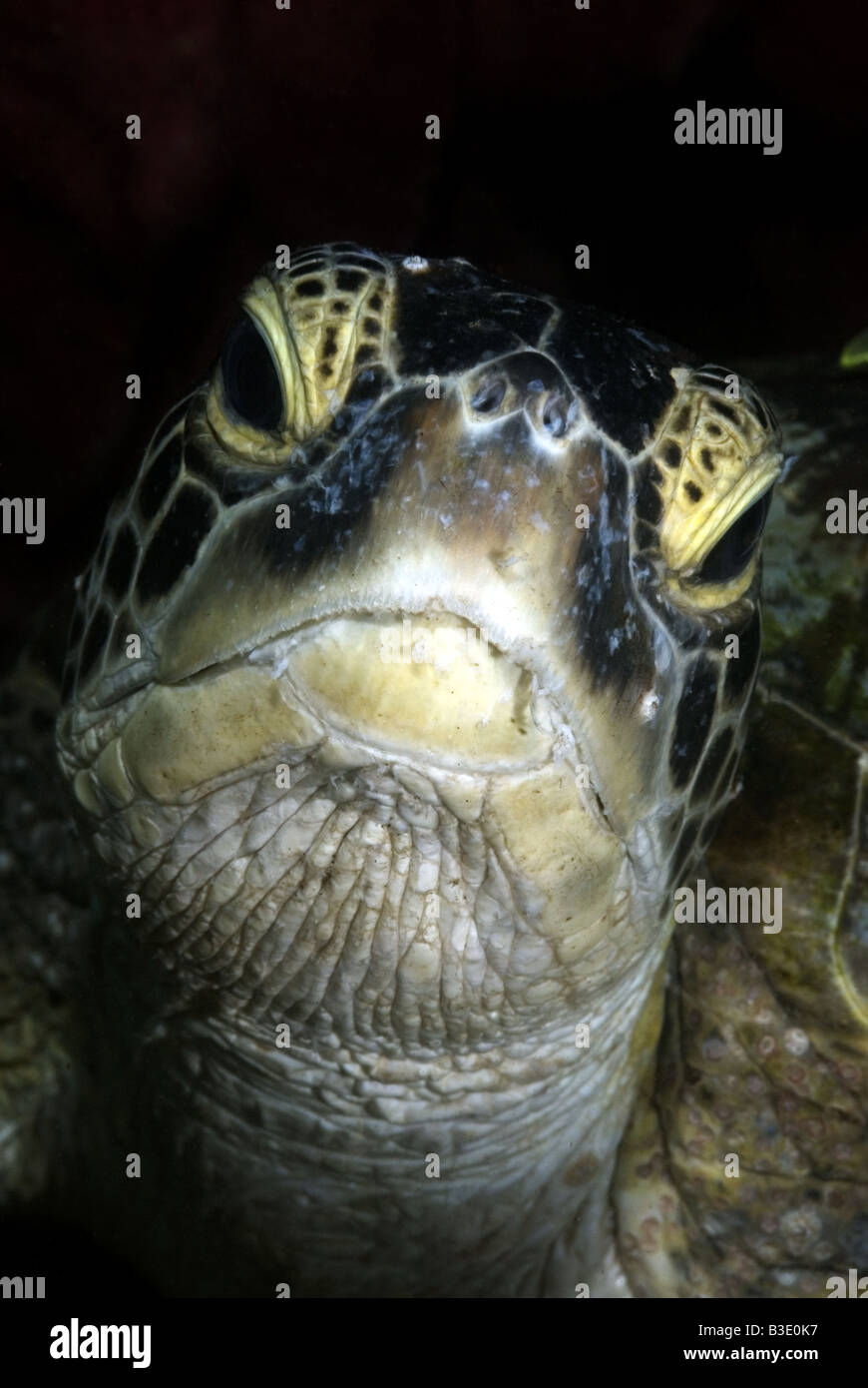 Green Turtle face against dark background under water Stock Photo - Alamy