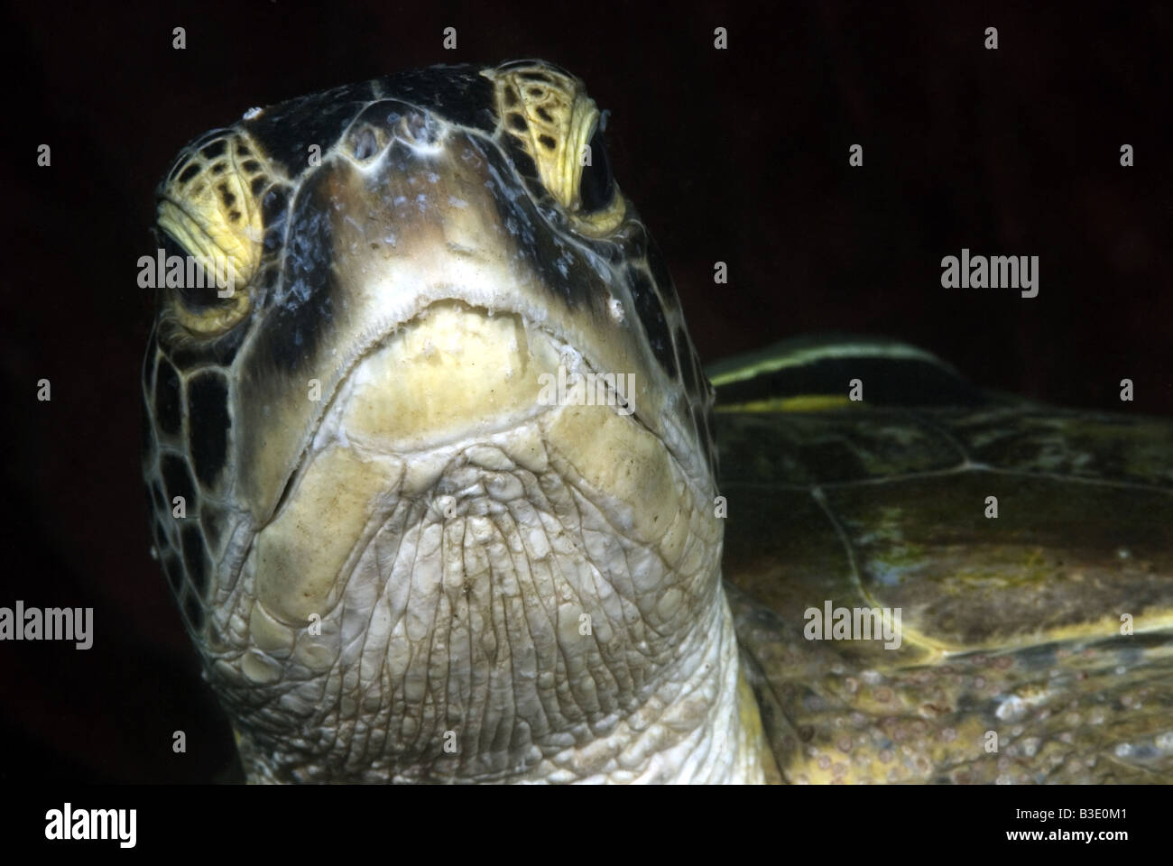 Green Turtle face against dark background under water Stock Photo - Alamy