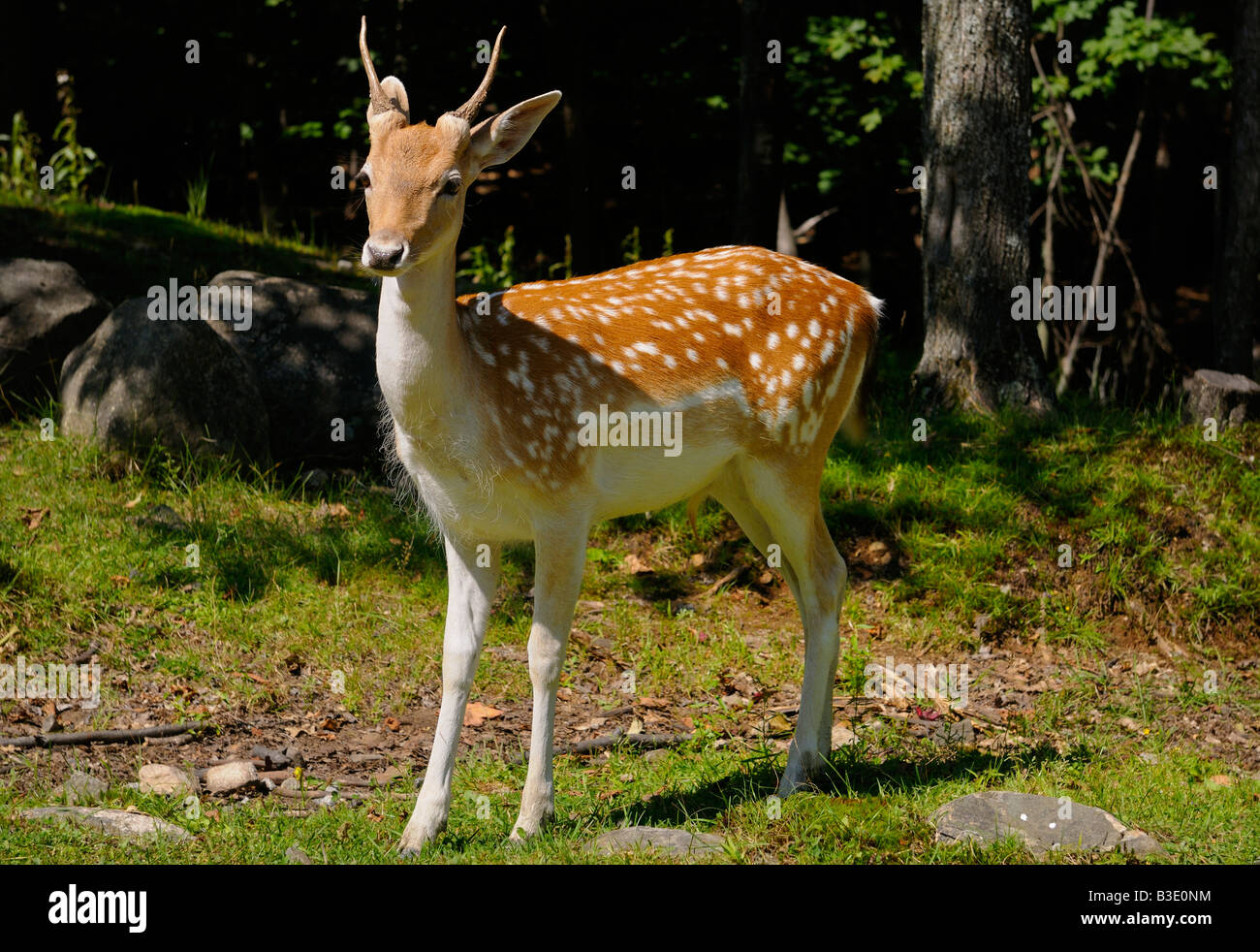 Young Fallow deer buck standing at the edge of a forest at Park Omega ...