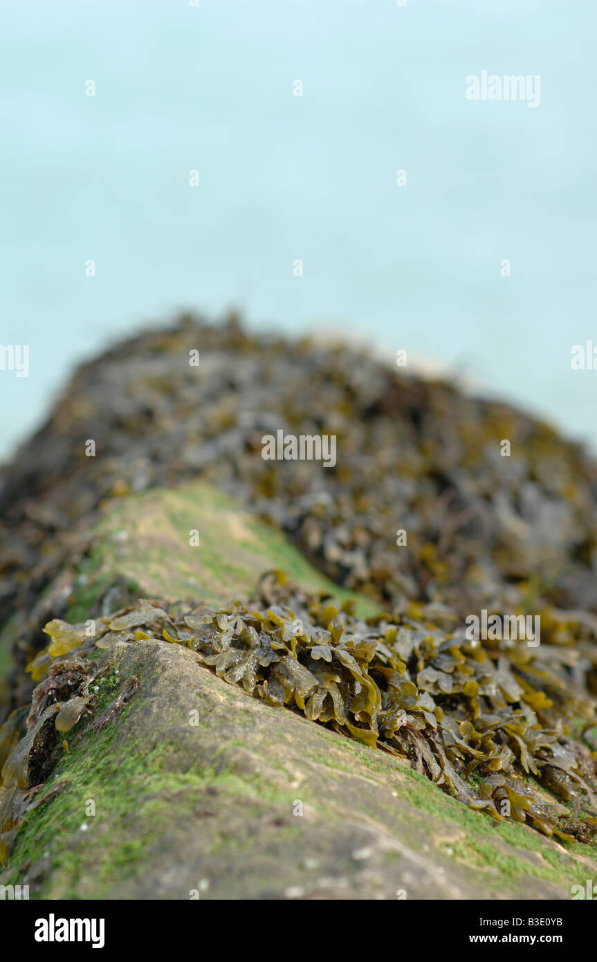 Seaweed On Rocks High Resolution Stock Photography and Images - Alamy