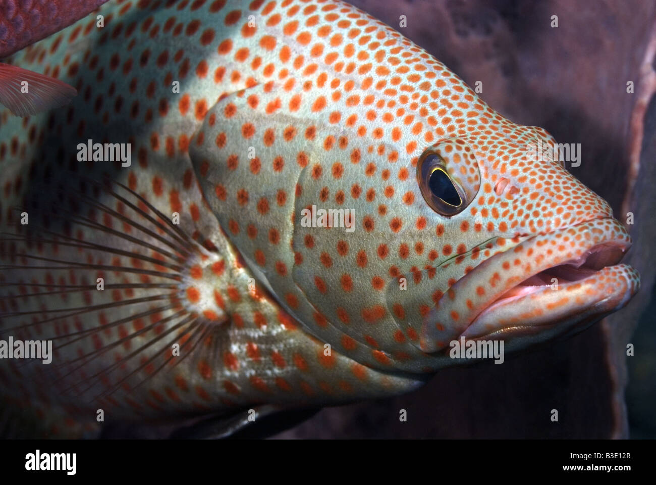 grouper face inside a barrelsponge under water Stock Photo - Alamy