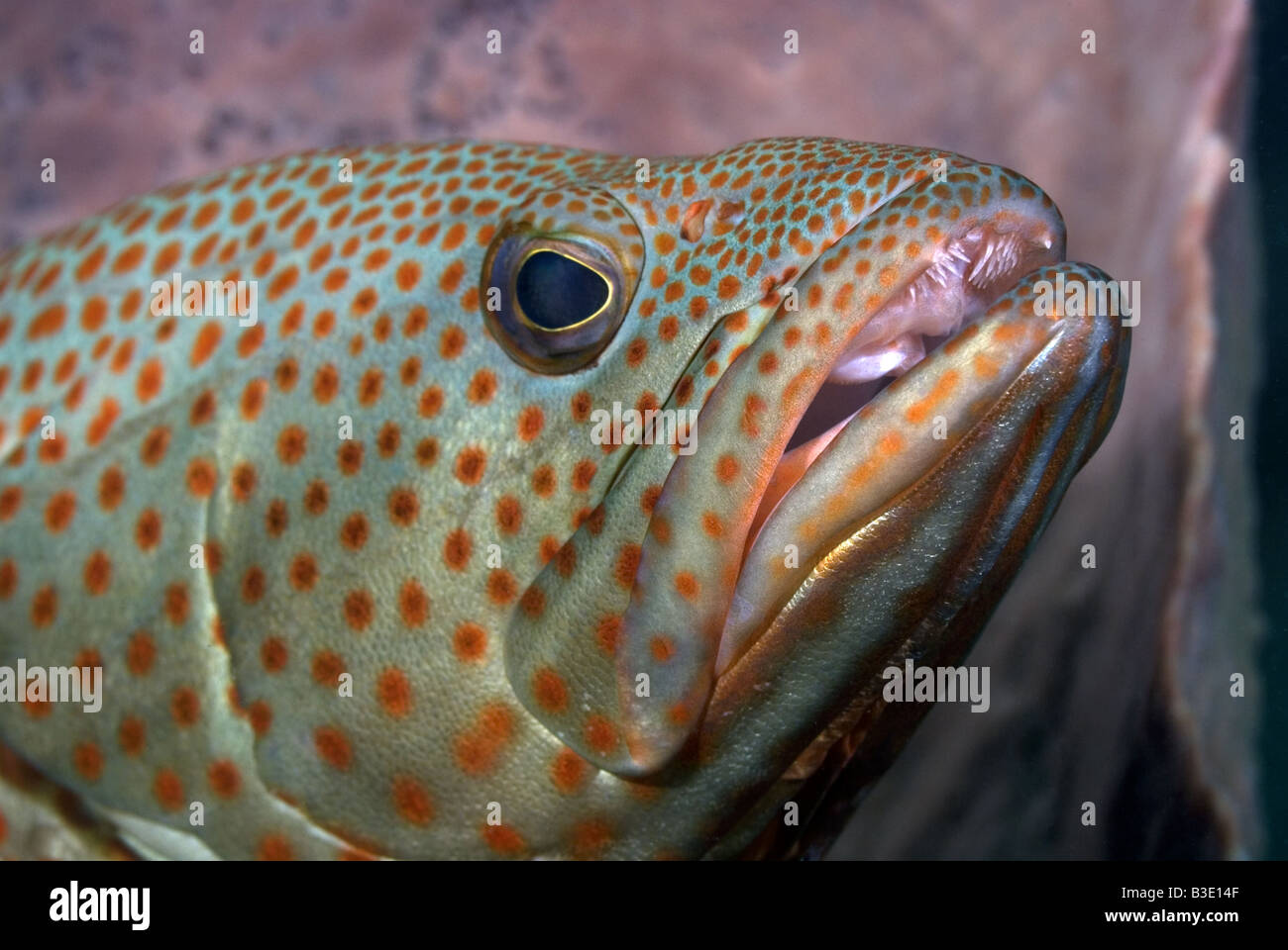 Grouper fish teeth hi-res stock photography and images - Alamy