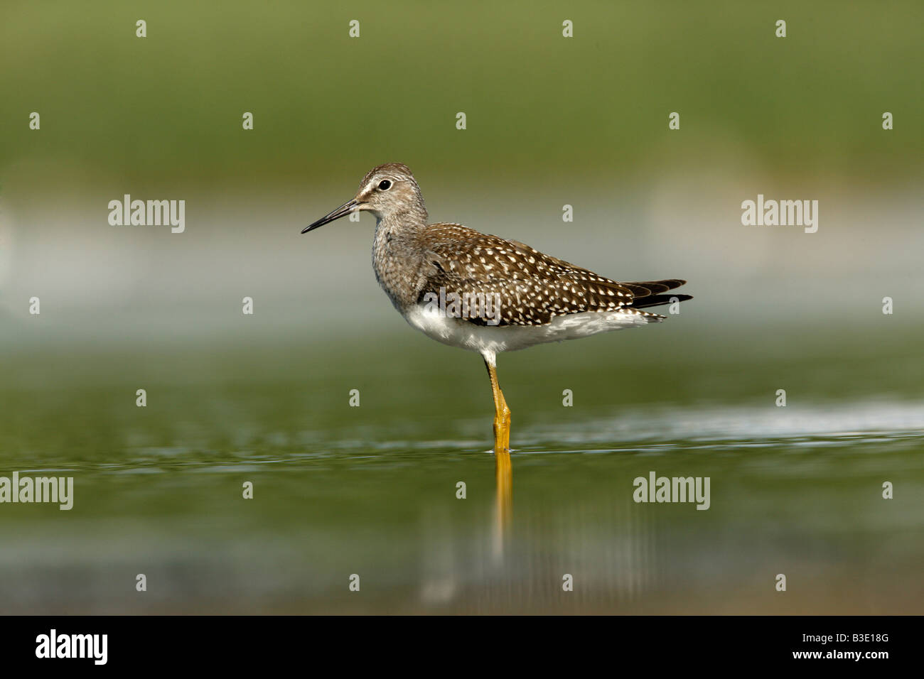 Lesser yellowlegs Tringa flavipes New York USA Stock Photo - Alamy