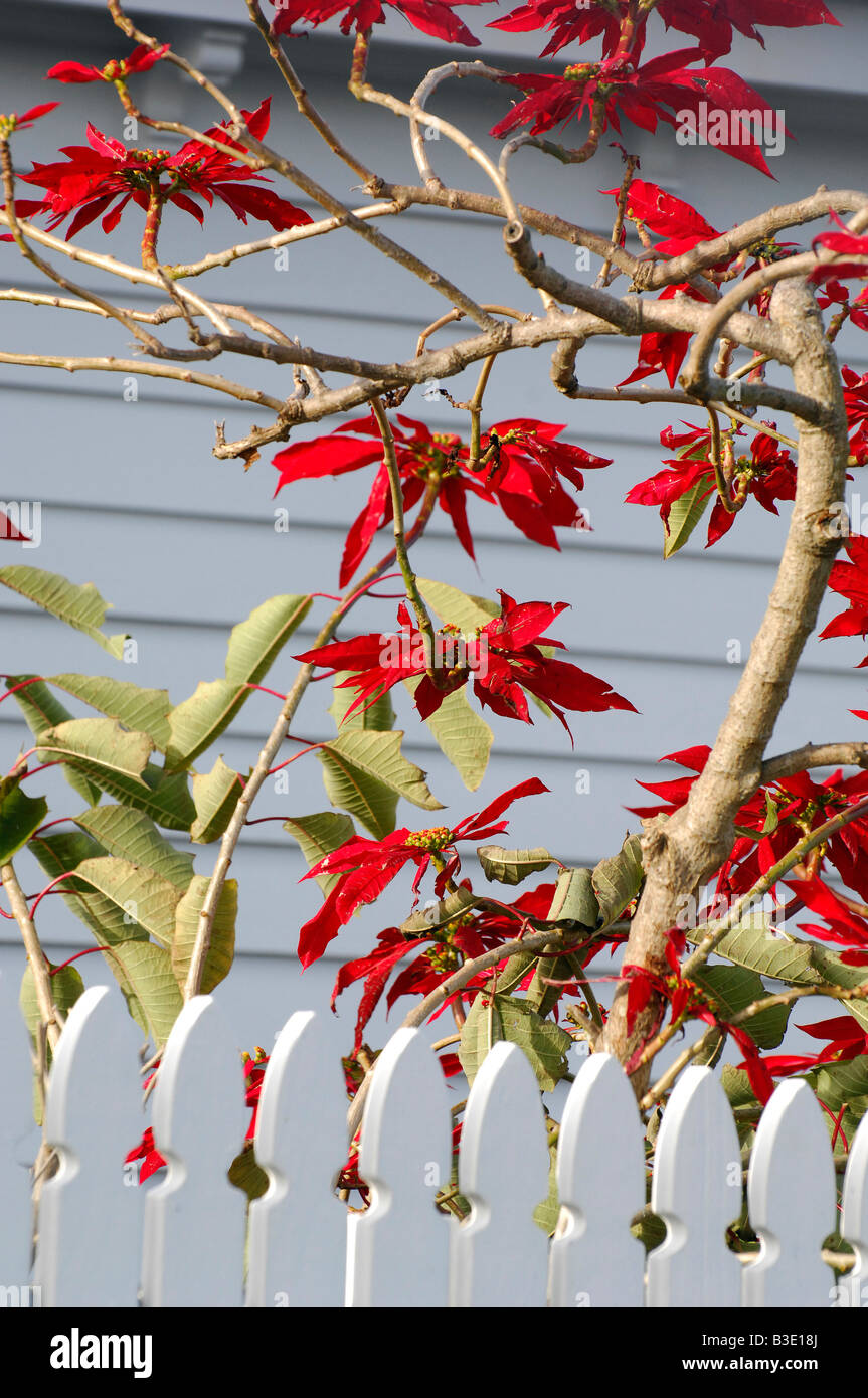 Japanese Red Leafed Maple and white picket fence Stock Photo - Alamy