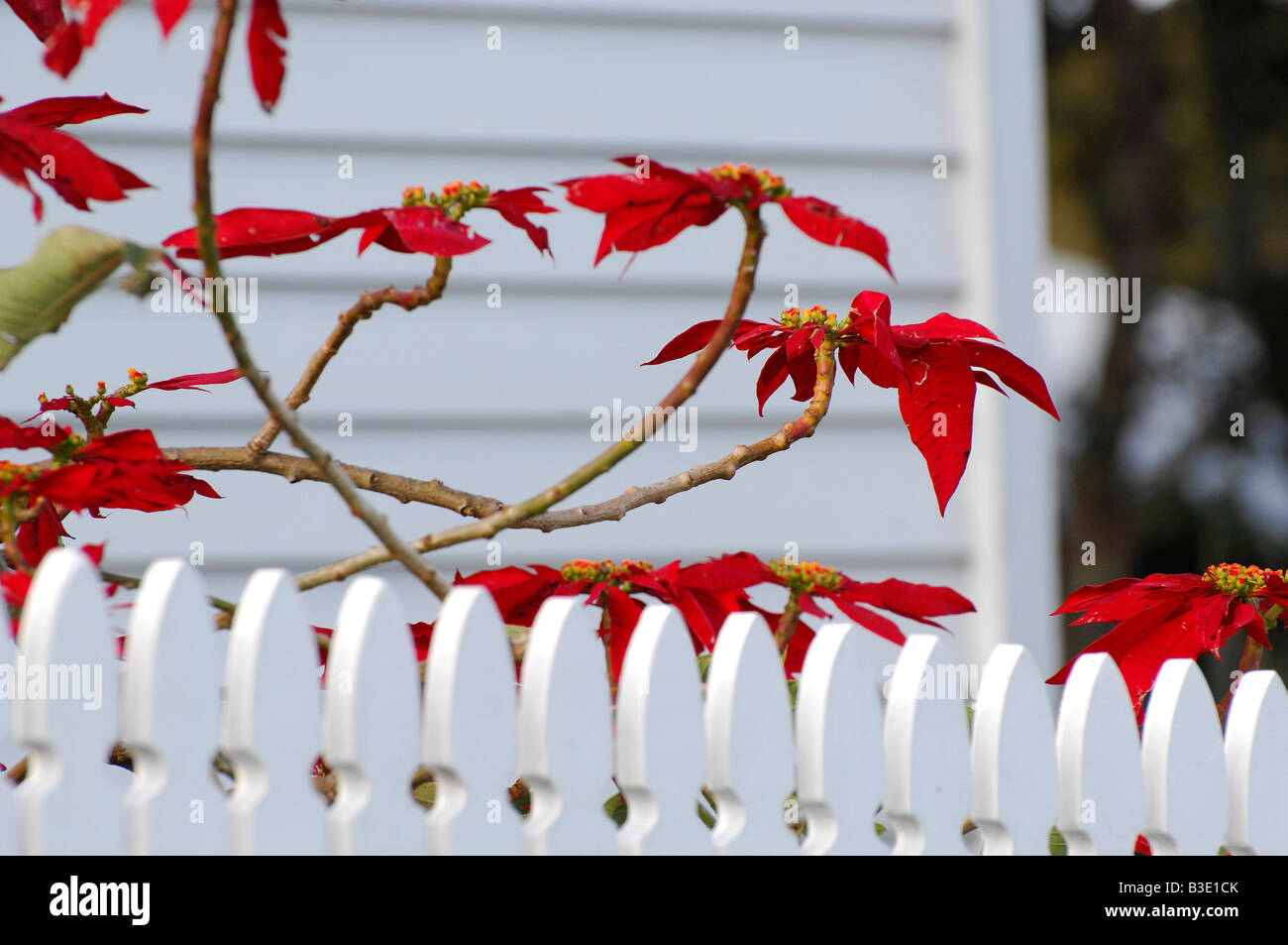 Japanese Red Leafed Maple and white picket fence Stock Photo - Alamy