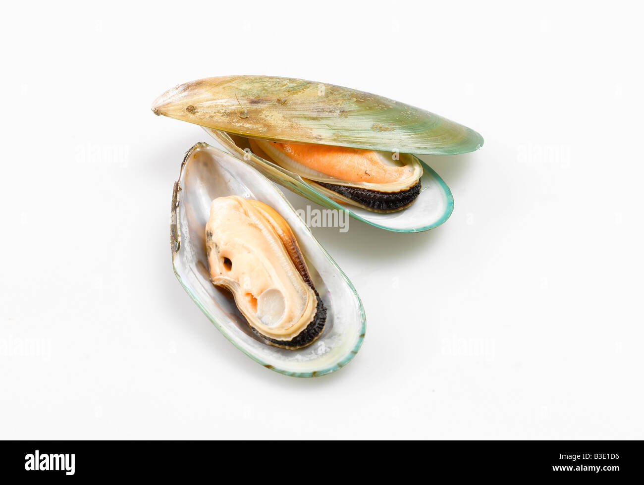 Green lipped mussels (Perna canaliculus) elevated view Stock Photo - Alamy
