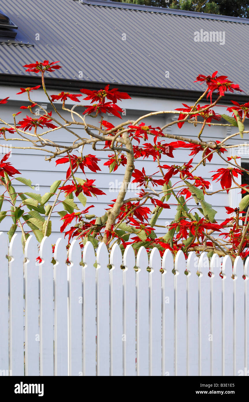 Red maple and white picket fence hi-res stock photography and images ...