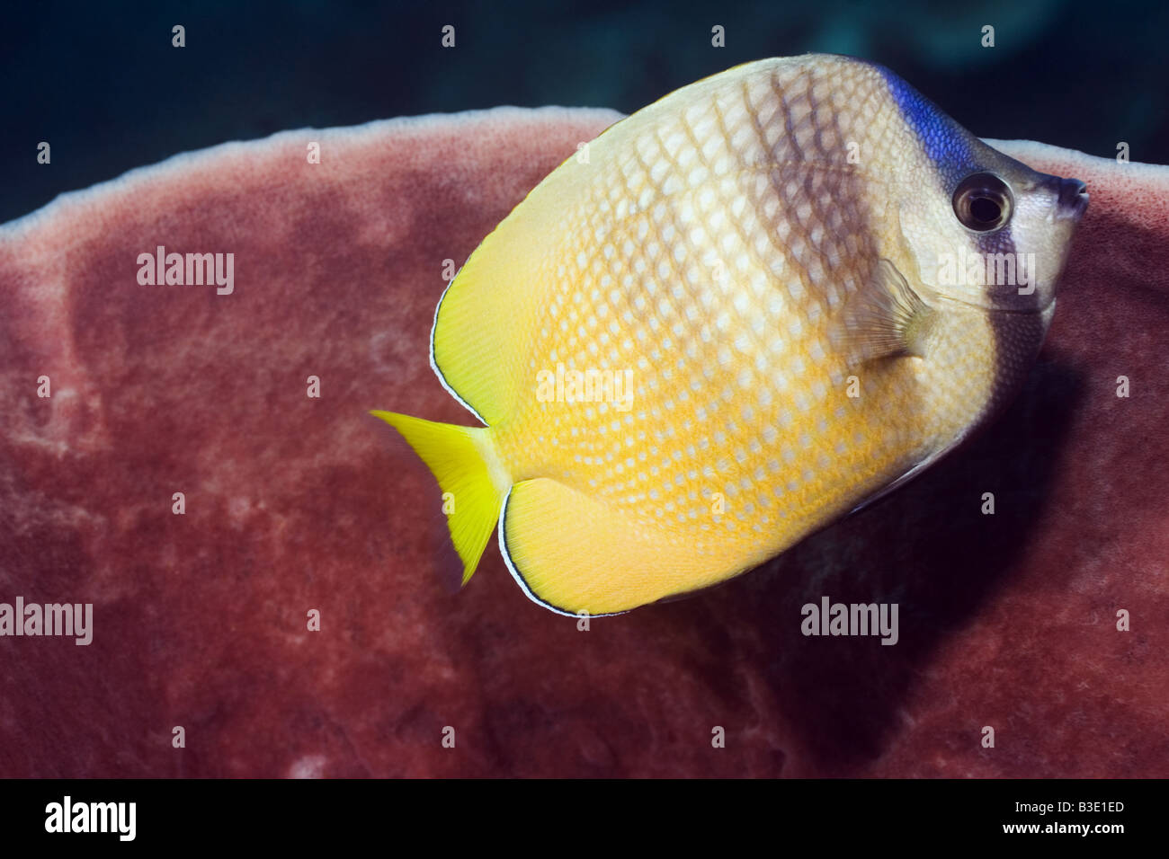 Butterfly butterflyfish hi-res stock photography and images - Alamy