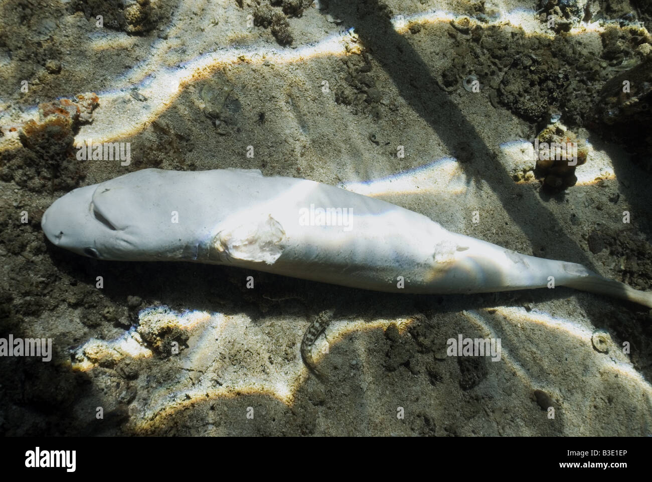 Dead shark underwater hi-res stock photography and images - Alamy